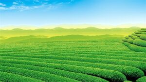 Green tea garden PowerPoint backgrounds PowerPoint Templates Free Download