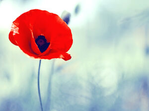 Poppy theme PPT background PowerPoint Templates Free Download
