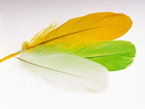 Color feather PowerPoint background picture download PowerPoint ...