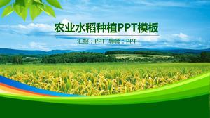 Green rice field agriculture ppt template PowerPoint Templates Free ...