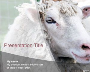 Sheep PowerPoint Template PowerPoint Templates Free Download