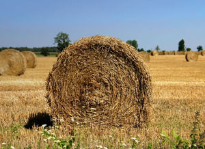 Toamnă PowerPoint Descărcare gratuită