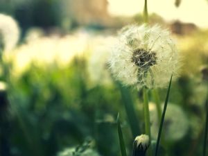 Fresh dandelion slideshow background picture PowerPoint Templates Free ...